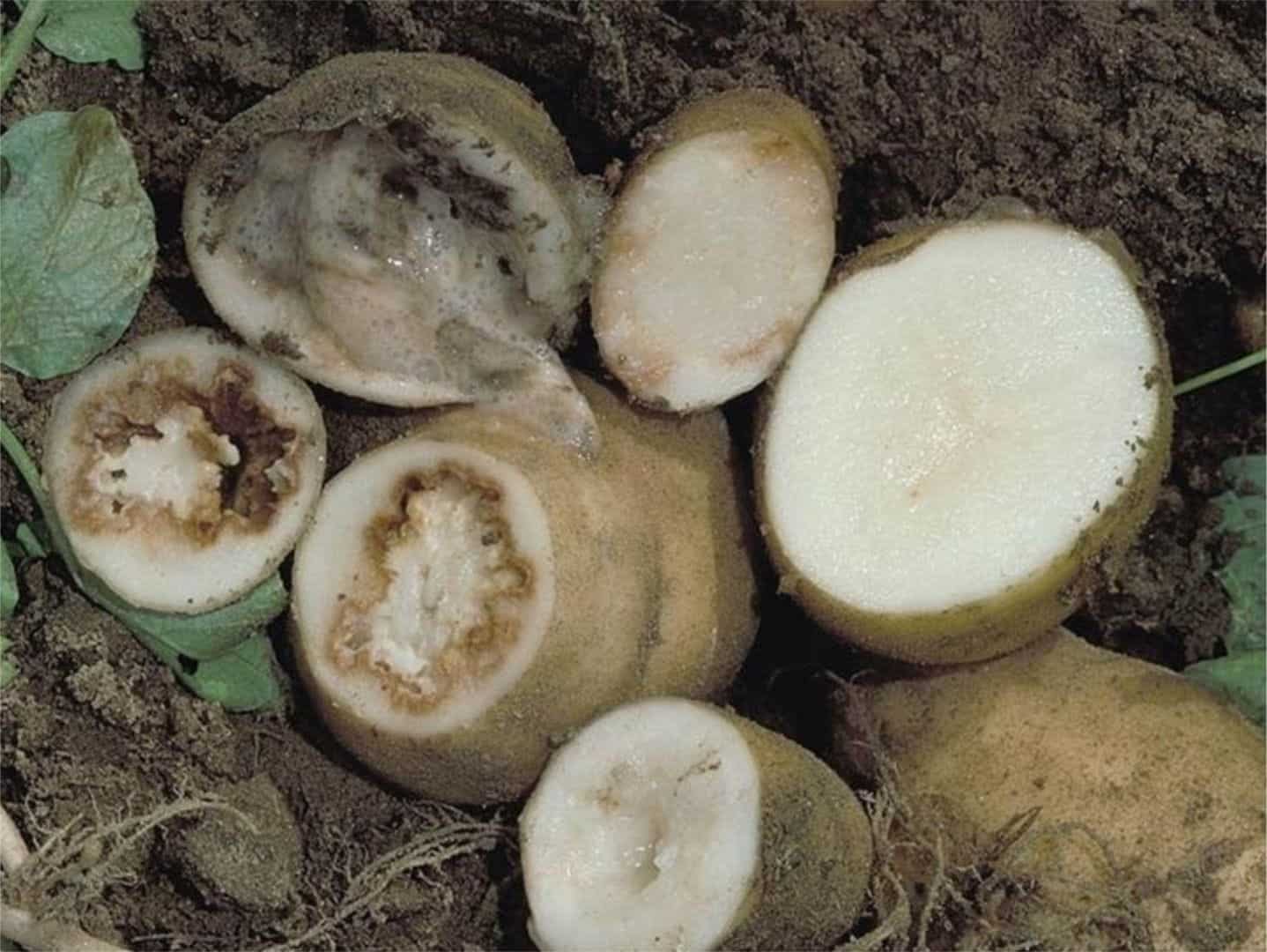 Badanie Na Obecność Clavibacter Michiganensis Subsp. Sepedonicus ...